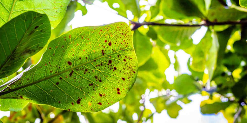 What to Do About the Black Spots on Your Tree Leaves?