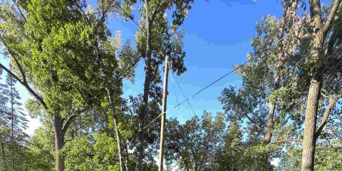 Can a Split Tree Branch Be Repaired? Expert Insights