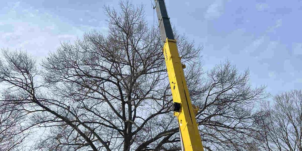 Pruning Tall Trees - What You Need to Know