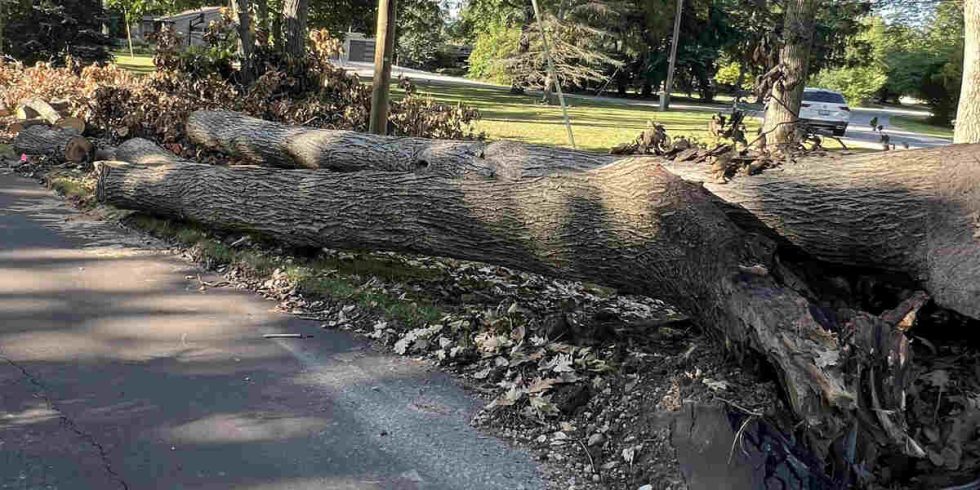 What Causes a Tree to Die in Allegan, MI? X Common Reasons